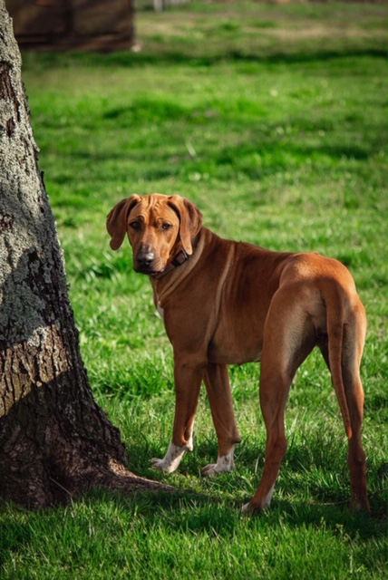 Ridgeback Puppies For Sale in Illinois | Laid Back Lion Hounds