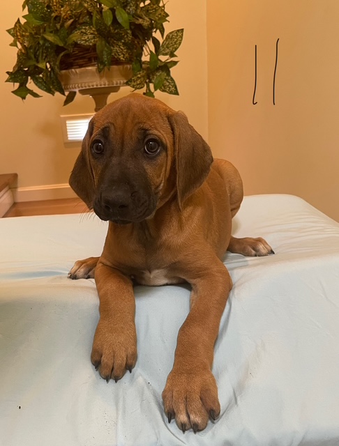 Ridgeback Puppies For Sale in Illinois | Laid Back Lion Hounds