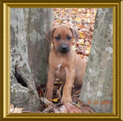 Male & Female Rhodesian Ridgebacks for Sale in California | Laid Back ...