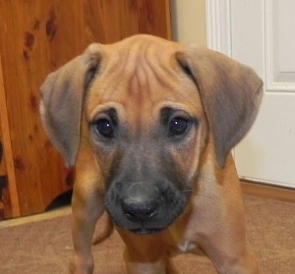 Male & Female Rhodesian Ridgebacks for Sale in California | Laid Back ...