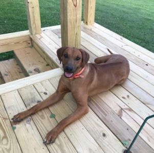 Rhodesian Ridgeback Breeder & Pups For Sale in Indiana | Laid Back Lion ...