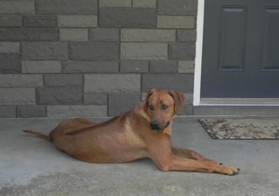 Rhodesian Ridgeback Breeder & Pups For Sale in Indiana | Laid Back Lion ...