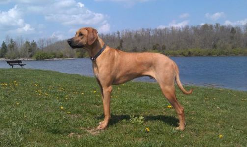 Rhodesian Ridgeback Breeder & Pups For Sale in Indiana | Laid Back Lion ...
