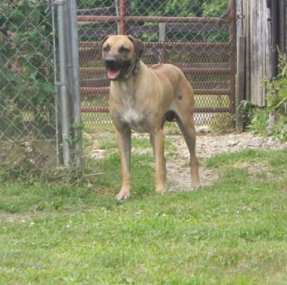 Rhodesian Ridgeback Breeder & Pups For Sale in Indiana | Laid Back Lion ...