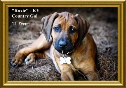 Male & Female Rhodesian Ridgebacks for Sale in California | Laid Back ...