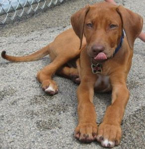 Rhodesian Ridgeback Puppies For Sale in Ohio | Laid Back Lion Hounds